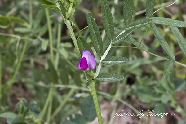 Common Vetch (Vicia sativa) - What's Blooming Now!