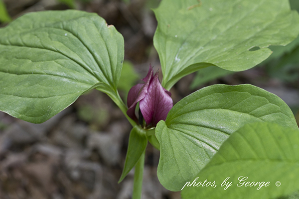 Prairie Trillium (Trillium recurvatum L. C. Beck) - What's Blooming Now!