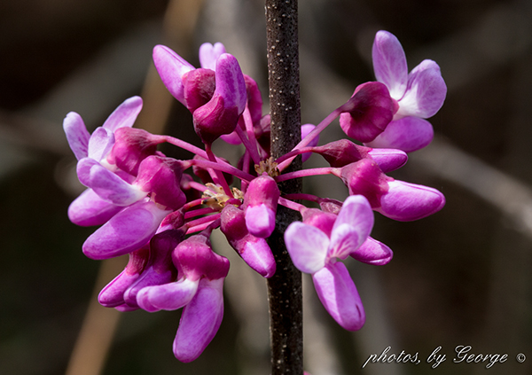 Eastern Redbud (Cercis canadensis L. var. canadensis) - What's Blooming ...