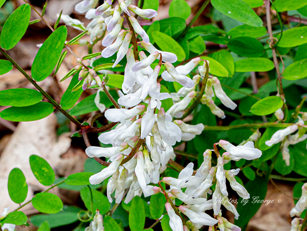 Wood Vetch (Vicia caroliniana Walter) - What's Blooming Now!