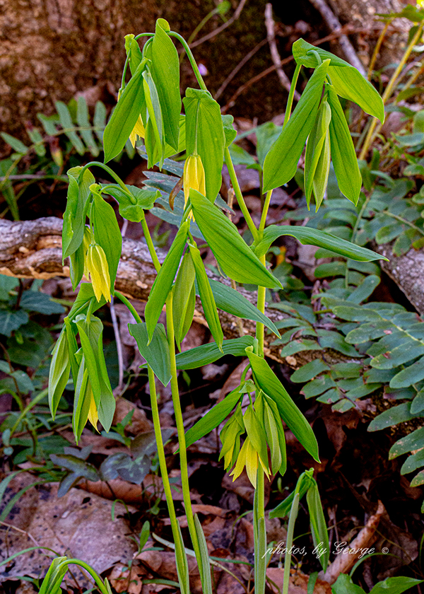 Large-Flowered Bellwort (Uvularia grandiflora Sm.) - What's Blooming Now!