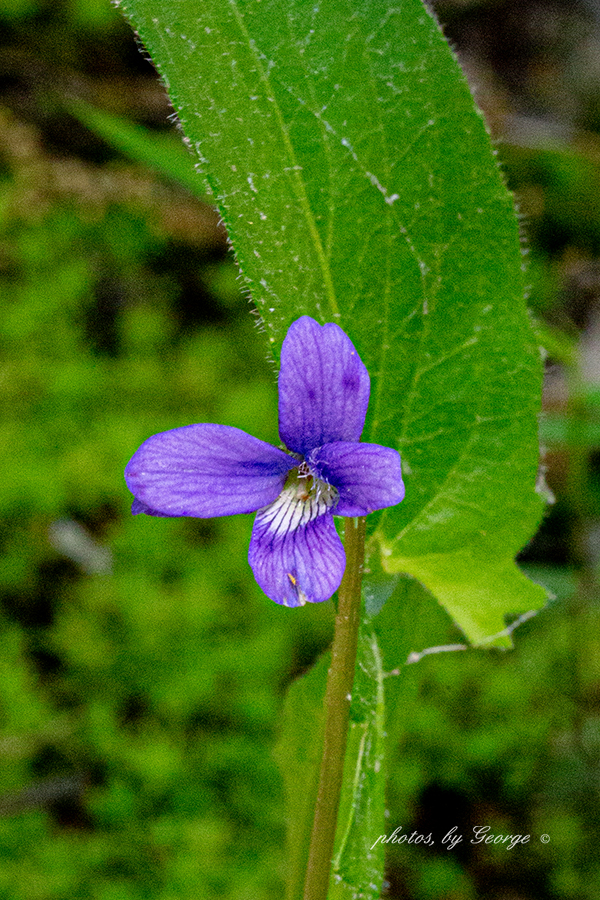 Arrowleaf Violet (Viola sagittata var. saggitata) - What's Blooming Now!