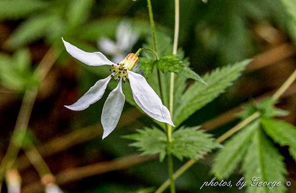 American Ipecac (Gillenia stipulata (Muhl. ex Willd.) Nutt.) - What's ...