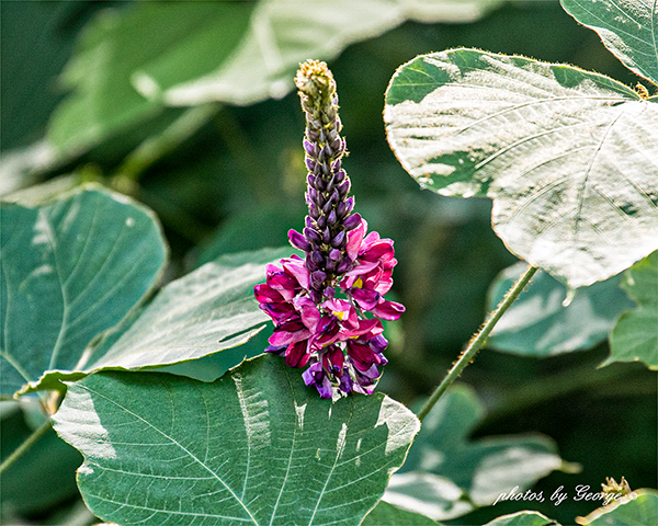Kudzu (Pueraria montana (Willd.) Maesen & S. Almeida ex Sanjappa ...