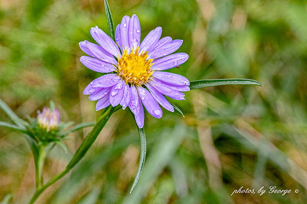 Southern Prairie Aster (Eurybia hemispherica (Alexander) G.L. Nesom ...