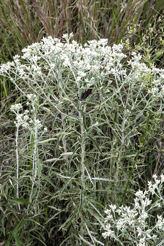 Rabbit-Tobacco (Pseudognaphalium obtusifolium (L.) Hilliard & B. L ...