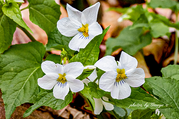 Canada Violet (Viola canadensis L. var. canadensis) - What's Blooming Now!