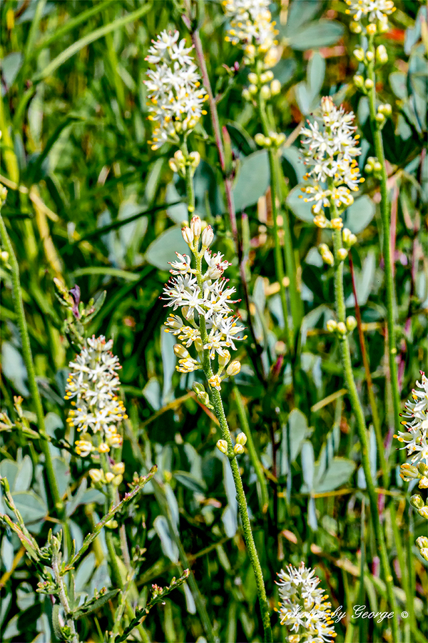 Coastal False Asphodel (Triantha racemosa (Walter) Small) - What's ...