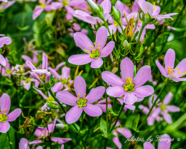 Rose Pink (Sabatia angularis (L.) Pursh) - What's Blooming Now!