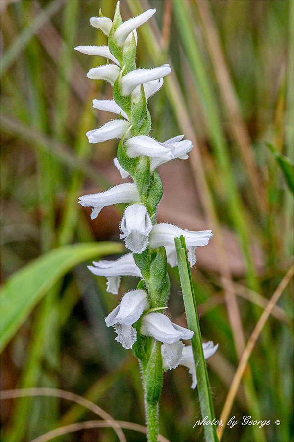 Nodding Lady’s Tresses (Spiranthes cernua (L.) Rich.) - What's Blooming ...