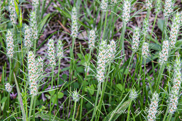 Bracted Plantain (Plantago aristata Michx.) - What's Blooming Now!
