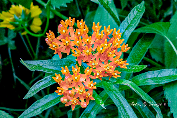 Butterfly Weed (Asclepias tuberosa L. var. tuberosa) - What's Blooming Now!