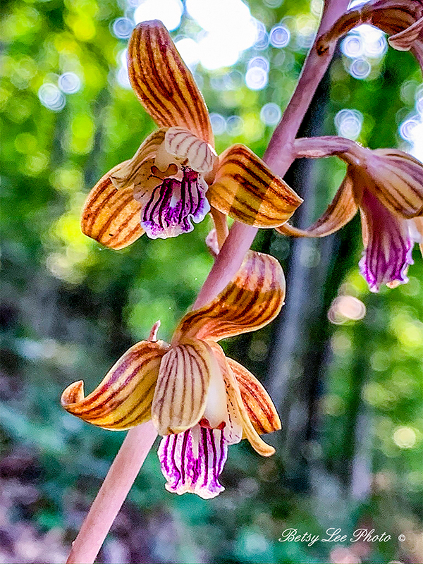 Crested Coralroot (Hexalectris spicata (Walter) Barnhart) - What's ...