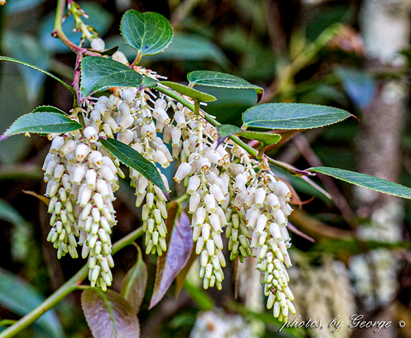 Dog Hobble (Leucothoe fontanesiana (Steud.) Sleumer) - What's Blooming Now!