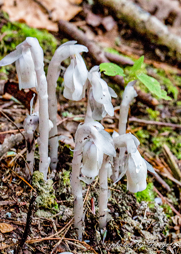 Indian Pipe (Monotropa uniflora L.) – What’s Blooming Now!