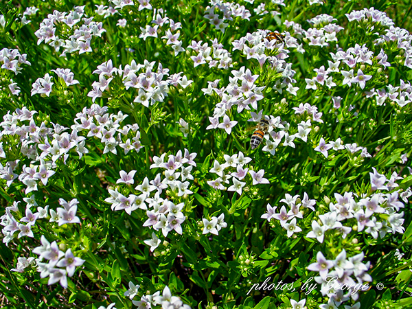 Long-Leaved Bluets (Houstonia longifolia Terrell var. compacta) - What ...