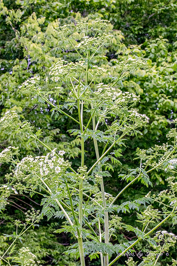 Poison Hemlock (Conium maculatum L.) - What's Blooming Now!