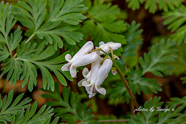 Squirrel Corn (Dicentra canadensis (Goldie) Walp.) - What's Blooming Now!