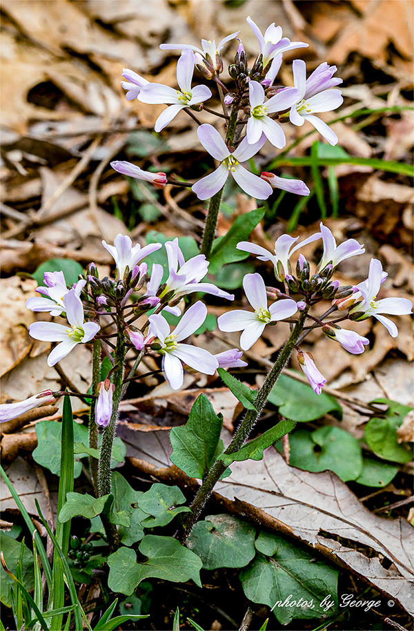 Limestone Bittercress (Cardamine douglassii Britton) - What's Blooming Now!