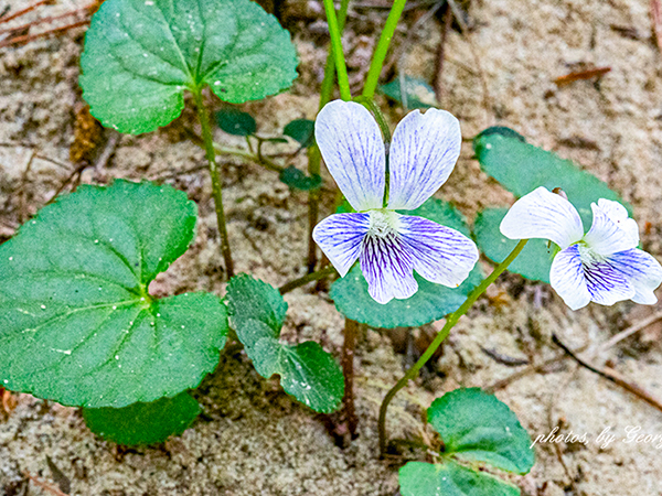 Confederate Violet (Viola sororia forma priceana) - What's Blooming Now!