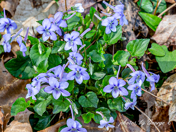 Long-Spurred Violet (Viola rostrata Pursh) - What's Blooming Now!