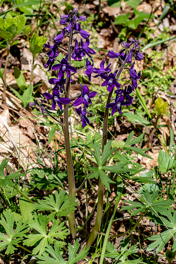 Dwarf Larkspur (Delphinium tricorne Michx.) - What's Blooming Now!