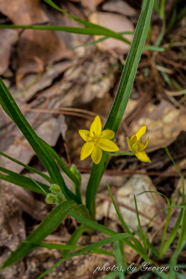 Yellow Stargrass (Hypoxis hirsuta (L.) Coville) - What's Blooming Now!