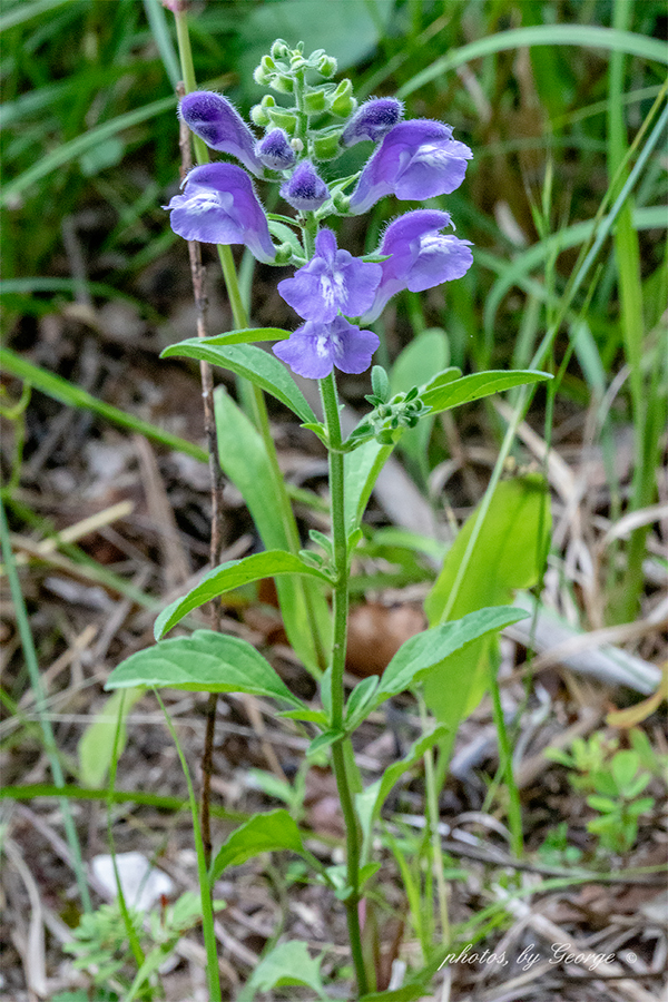 Helmet-Flower (Scutellaria integrifolia L.) - What's Blooming Now!