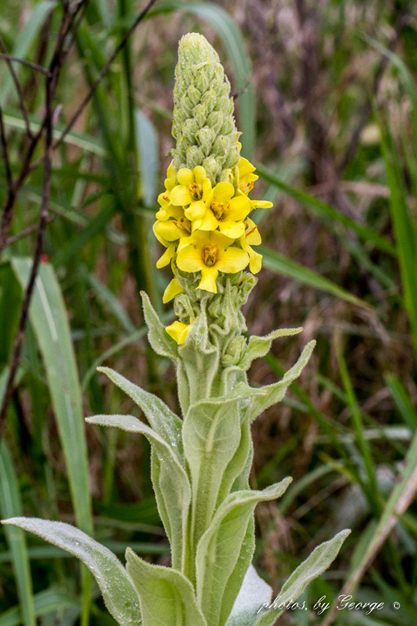 Common Mullein (Verbascum thapsus ssp. thapsus L.) - What's Blooming Now!