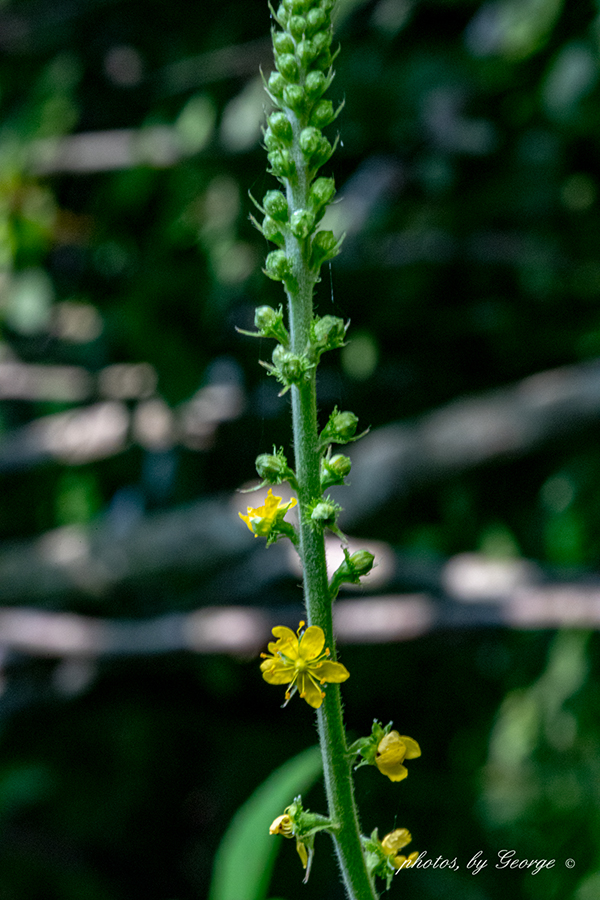 Harvest Lice (Agrimonia parviflora Aiton) - What's Blooming Now!