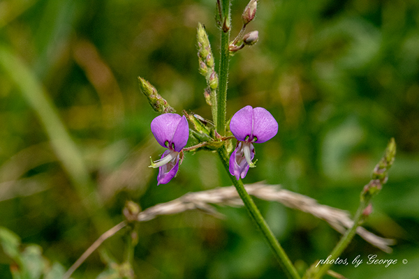 Perplexed Ticktrefoil (Desmodium perplexum B. G. Schub.) - What's ...