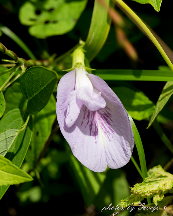 Butterfly Pea (Clitoria mariana L. var. mariana) - What's Blooming Now!