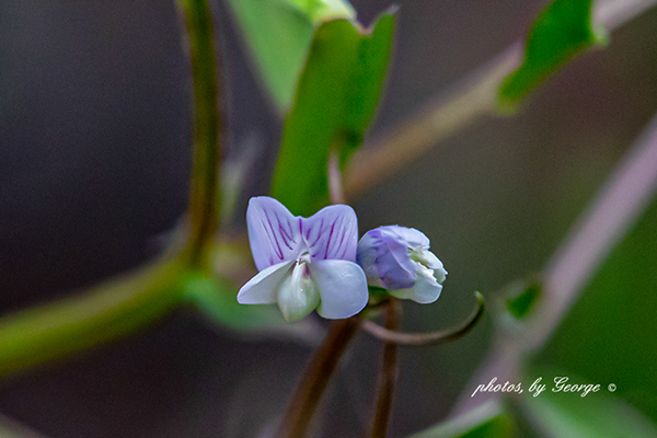 Lentil Vetch (Vicia tetrasperma (L.) Schreb.) - What's Blooming Now!