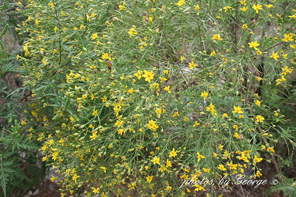 Prairie Broomweed (Amphiachyris dracunculoides (DC.) Nutt.) - What's ...