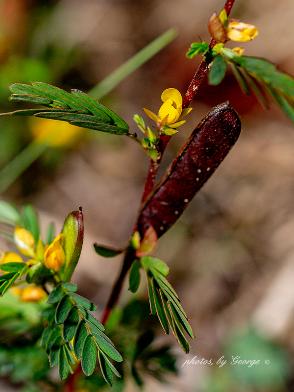 Sensitive Partridge Pea (Chamaecrista nictitans (L.) Moench ssp ...