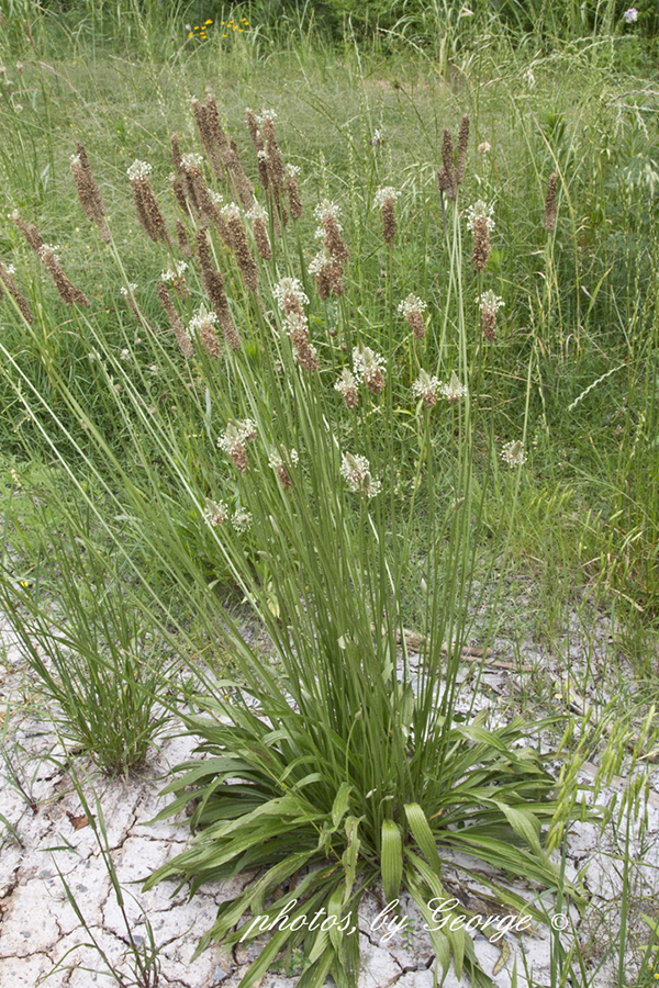 English Plantain (Plantago lanceolata L.) - What's Blooming Now!