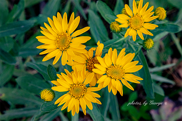 Prairie Golden Aster (Heterotheca camporum (Greene) Shinners - What's Blooming Now!