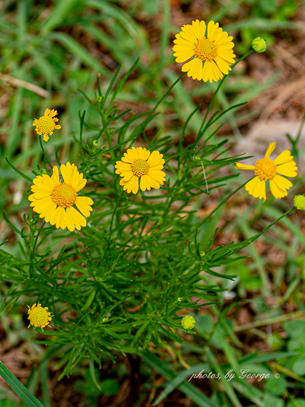Yellow Sneezeweed, Bitterweed (Helenium amarum (Raf.) H. Rock var ...