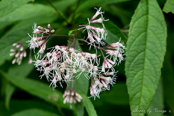 Spotted Joe Pye Weed (Eutrochium maculatum (L.) E. E. Lamont var ...