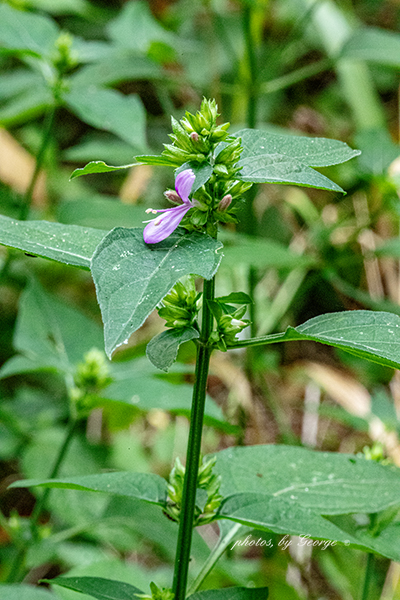 Branched Foldwing (Dicliptera brachiata (Pursh) Spreng.) - What's ...