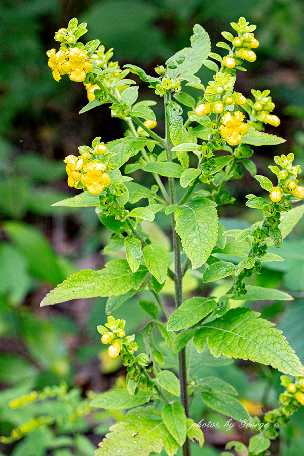 Mullein Foxglove (Dasistoma macrophylla (Nutt.) Raf.) - What's Blooming Now!