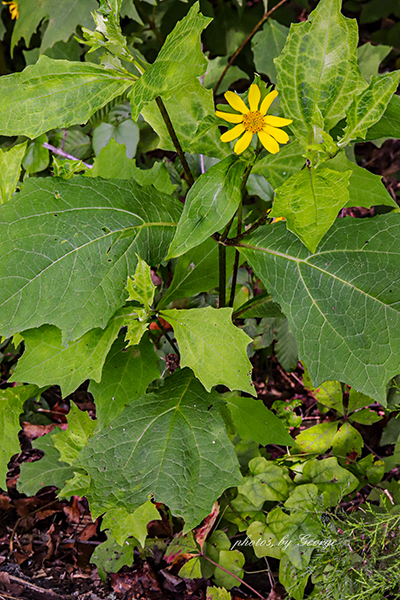 Yellow Flower Leafcup (Smallanthus uvedalia (L.) Mack.) - What's ...