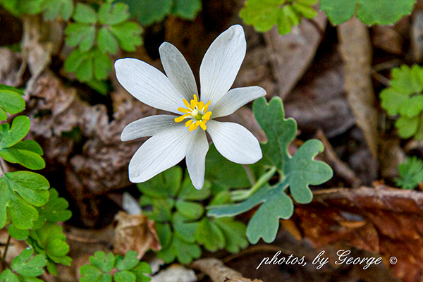 Bloodroot (Sanguinaria canadensis L.) - What's Blooming Now!