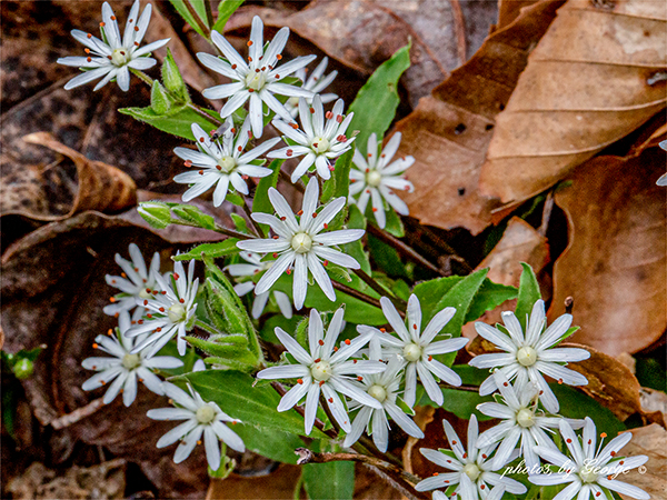Star Chickweed (Stellaria pubera Michx.) - What's Blooming Now!