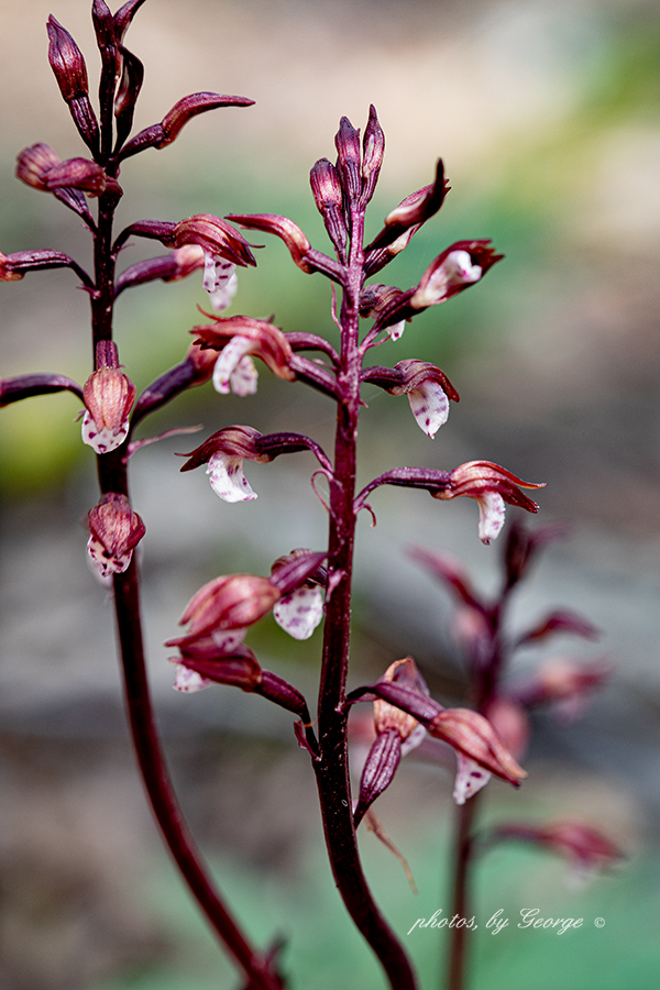 Spring Coral Root (Corallorhiza wisteriana Conrad) - What's Blooming Now!