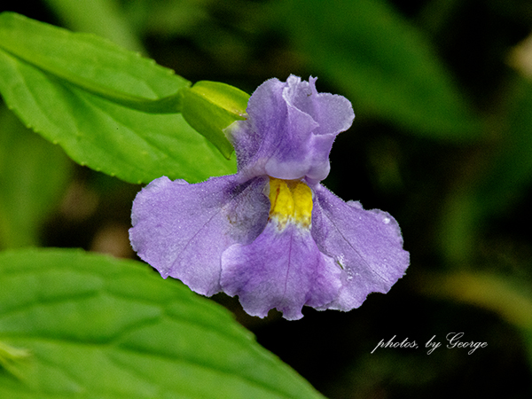 Square-Stemmed Monkeyflower (Mimulus ringens L.) - What's Blooming Now!