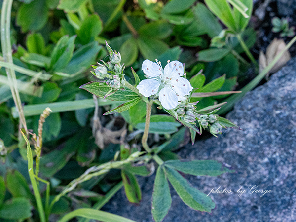 Three-toothed Cinquefoil (Sibbaldia tridentata (Aiton) Paule & Soják ...