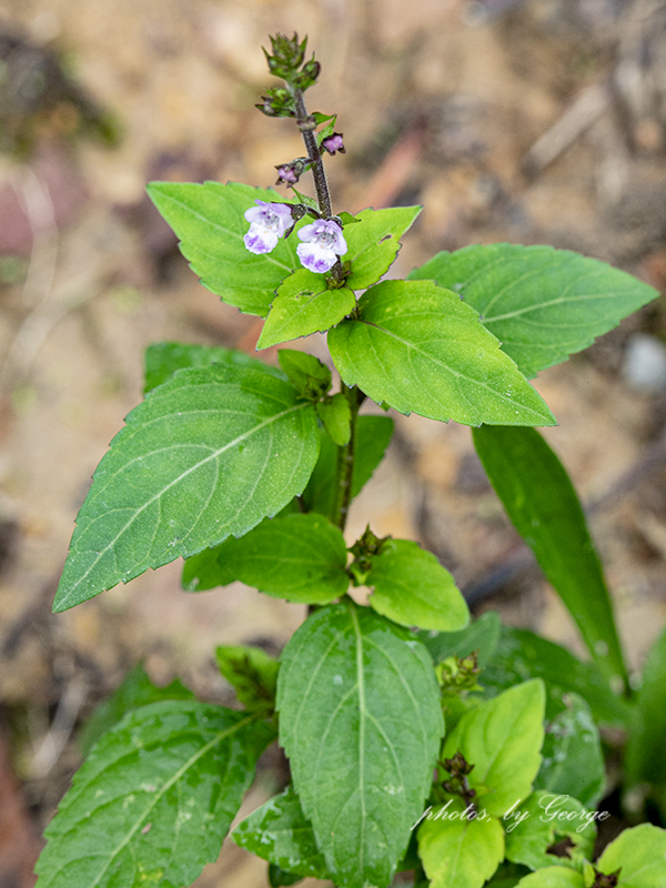 Miniature Beefsteakplant (Mosla dianthera (Buch.-Ham. ex Roxb.) Maxim ...