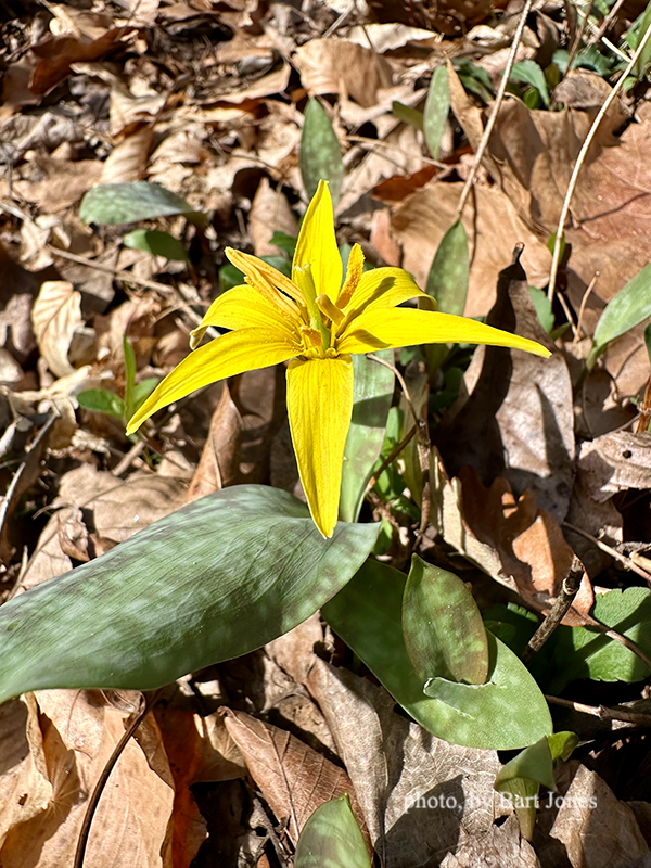 Beaked Trout Lily (Erythronium rostratum W. Wolf) - What's Blooming Now!
