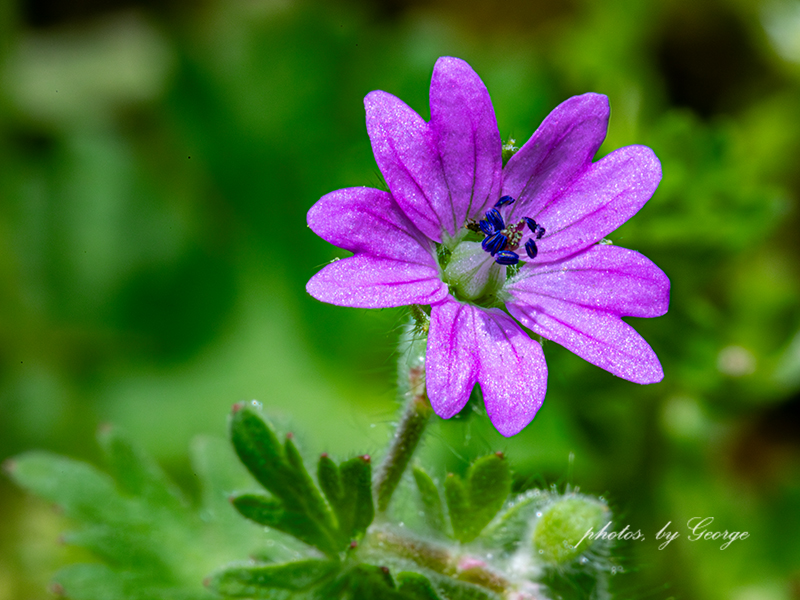 Dove Foot Cranesbill (Geranium molle L.) - What's Blooming Now!
